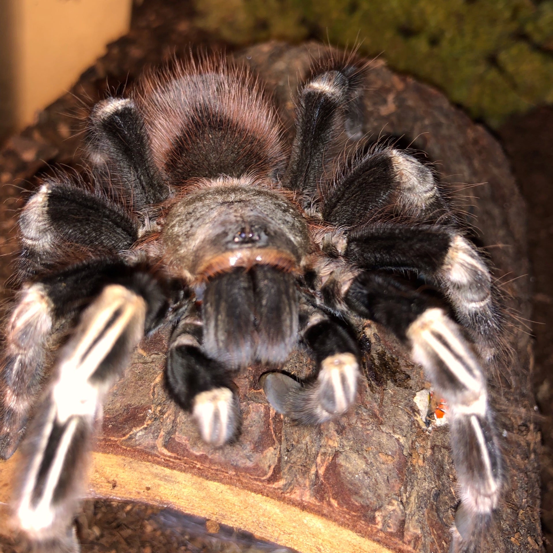nhandu-chromatus For Sale | Eighth Element LLC