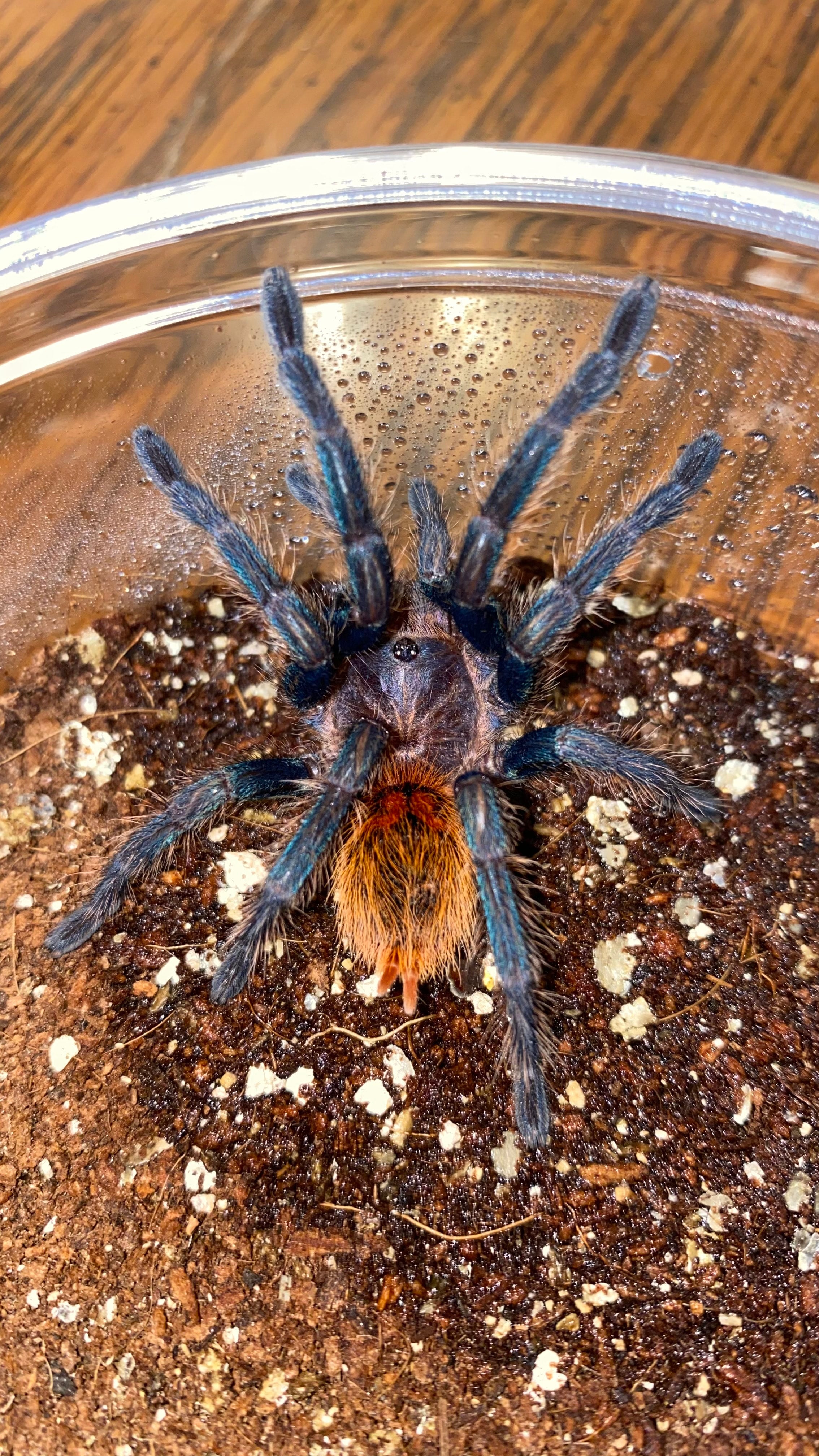 chromatopelma cyaneopubescens female