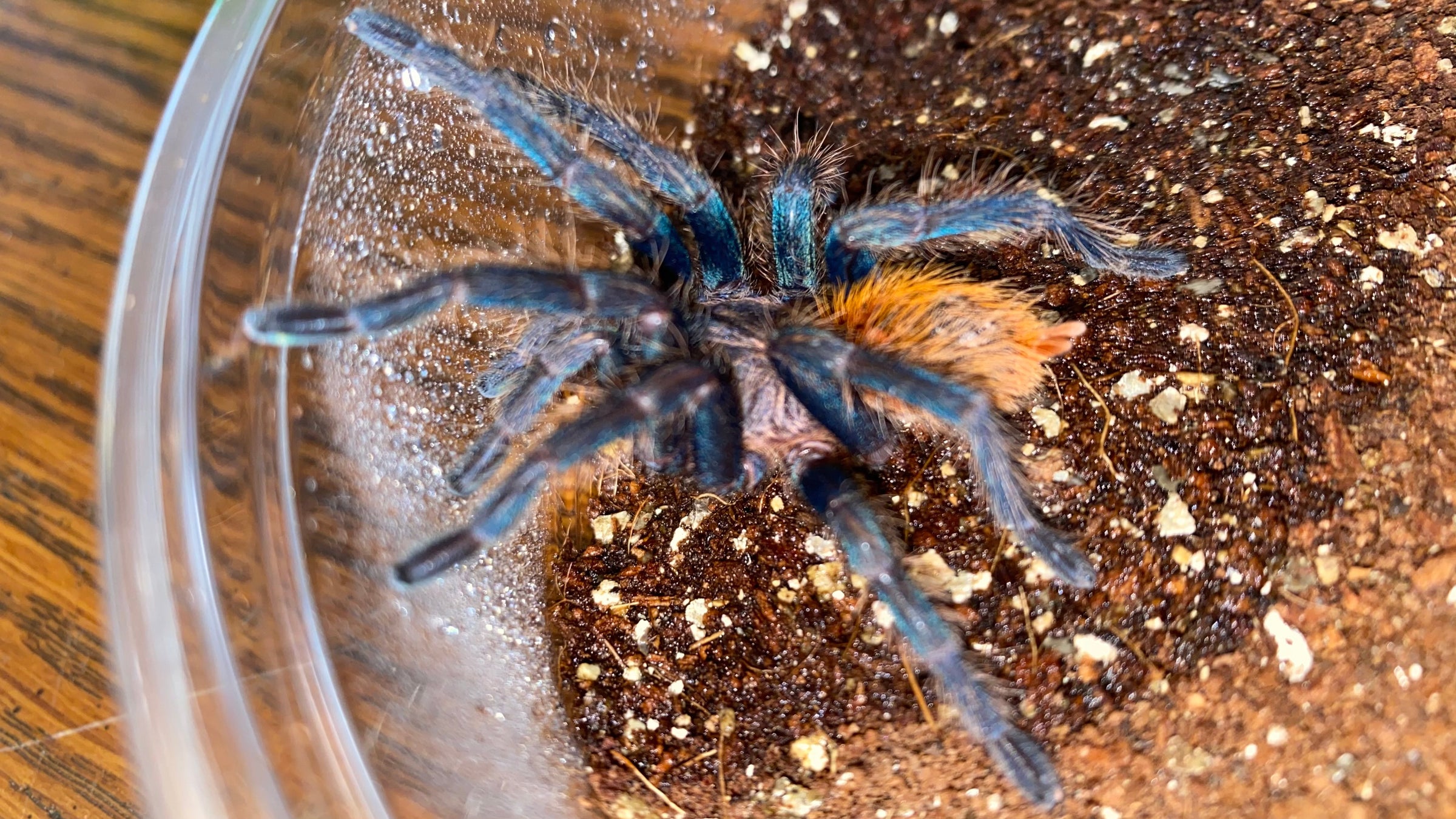 chromatopelma cyaneopubescens female