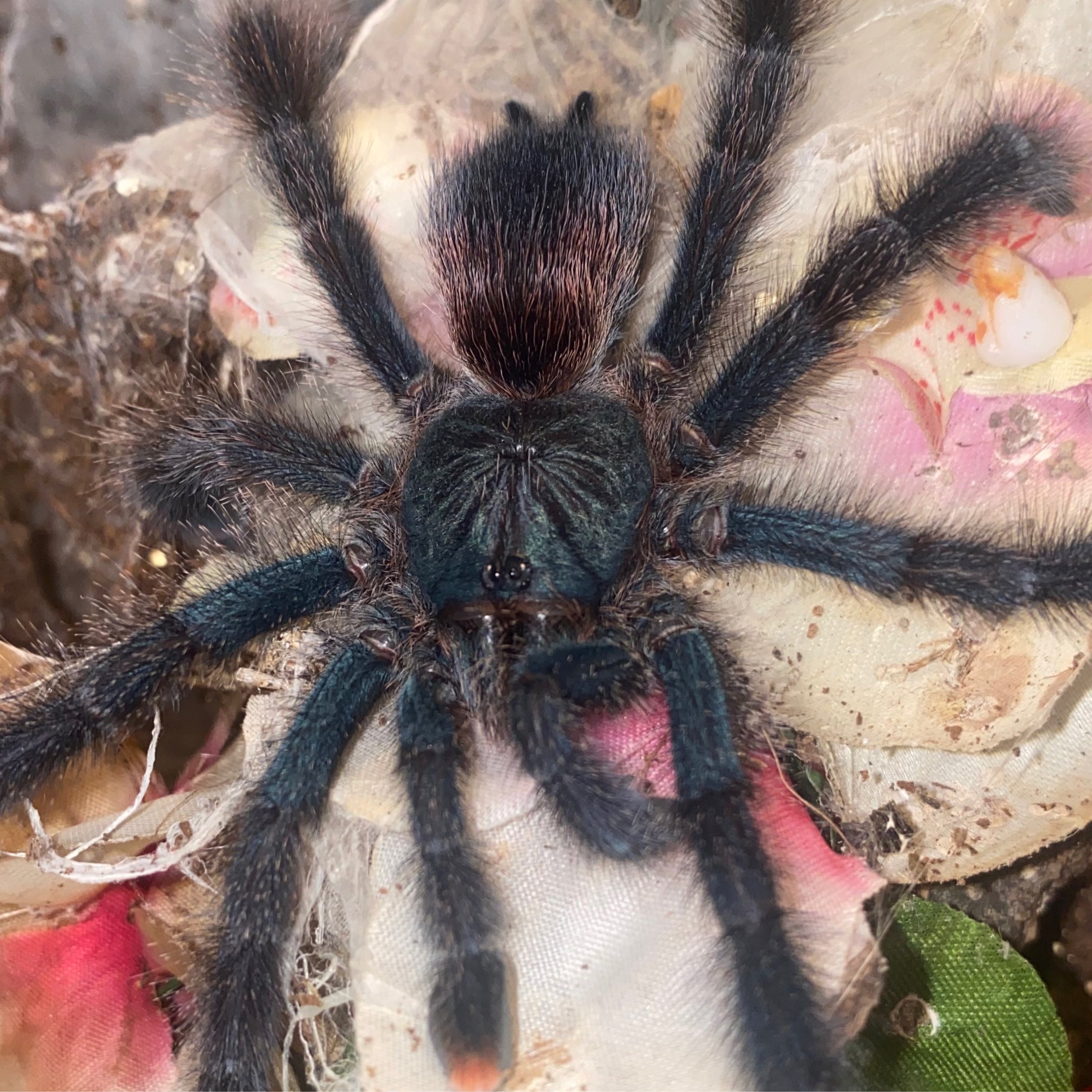 Avicularia Avicularia Sling