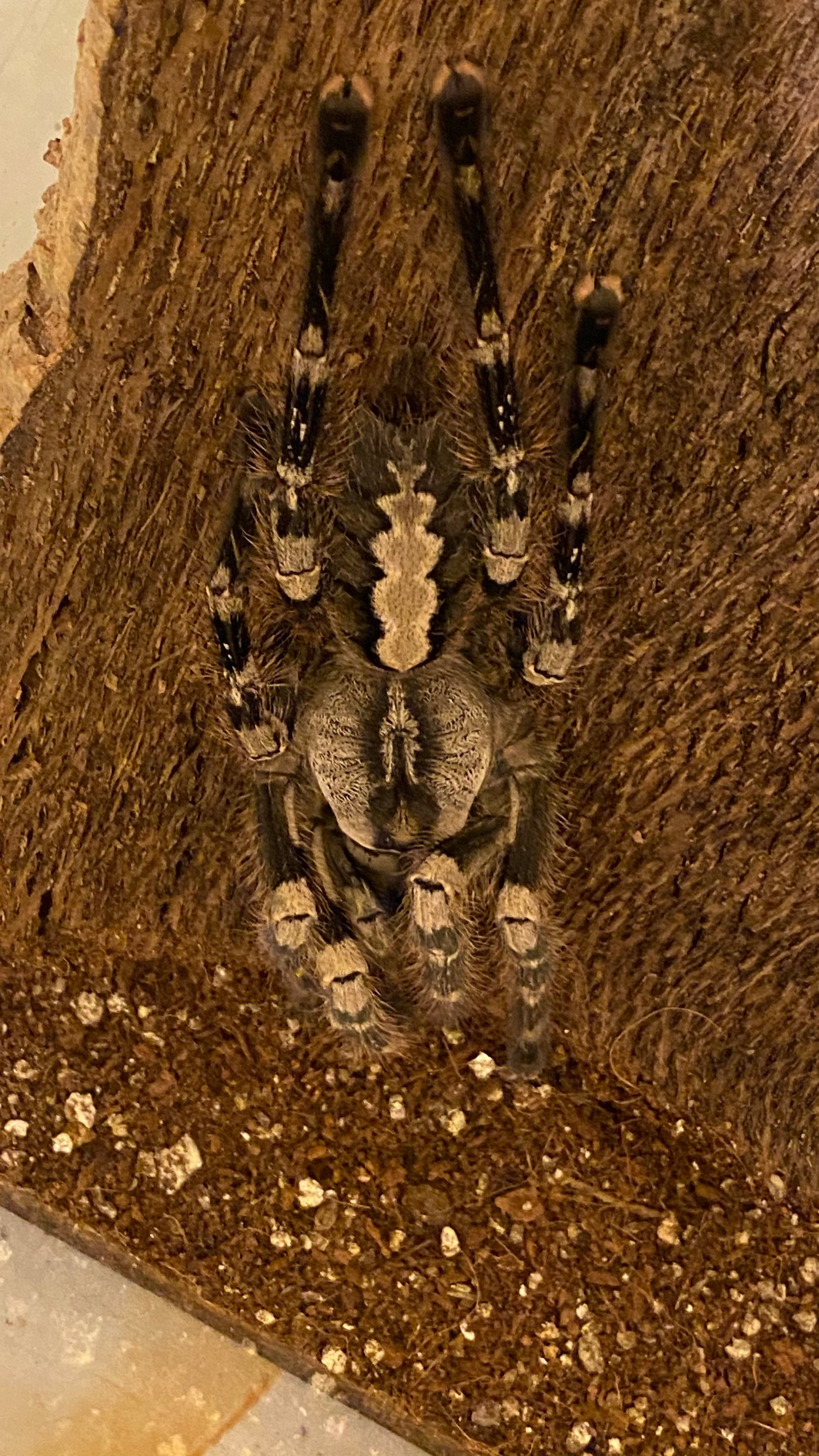 Poecilotheria Pederseni Ghost Ornamental