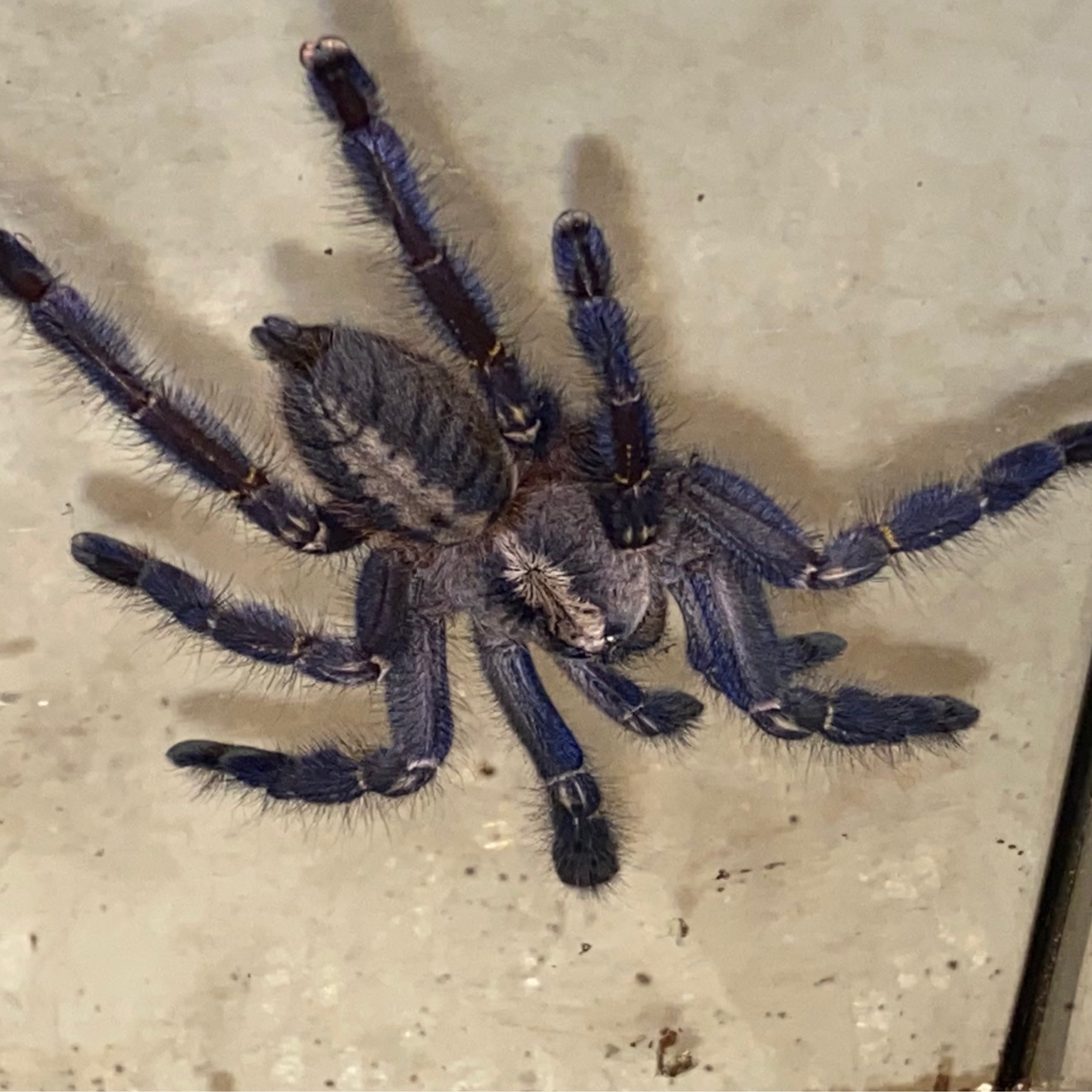 Poecilotheria Rufilata Sling