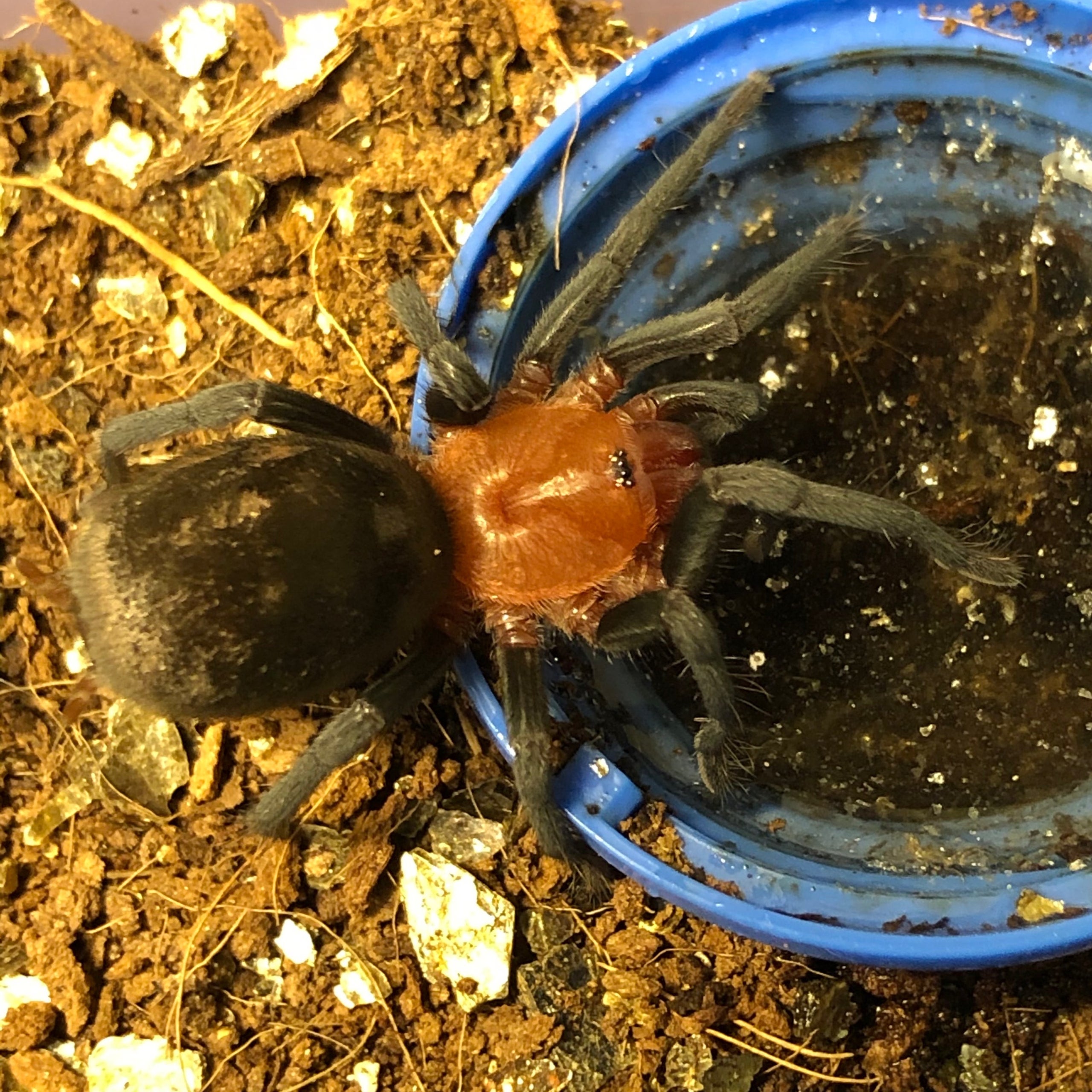 Bumba horrida (Brazilian Red head Dwarf) | Eighth Element LLC