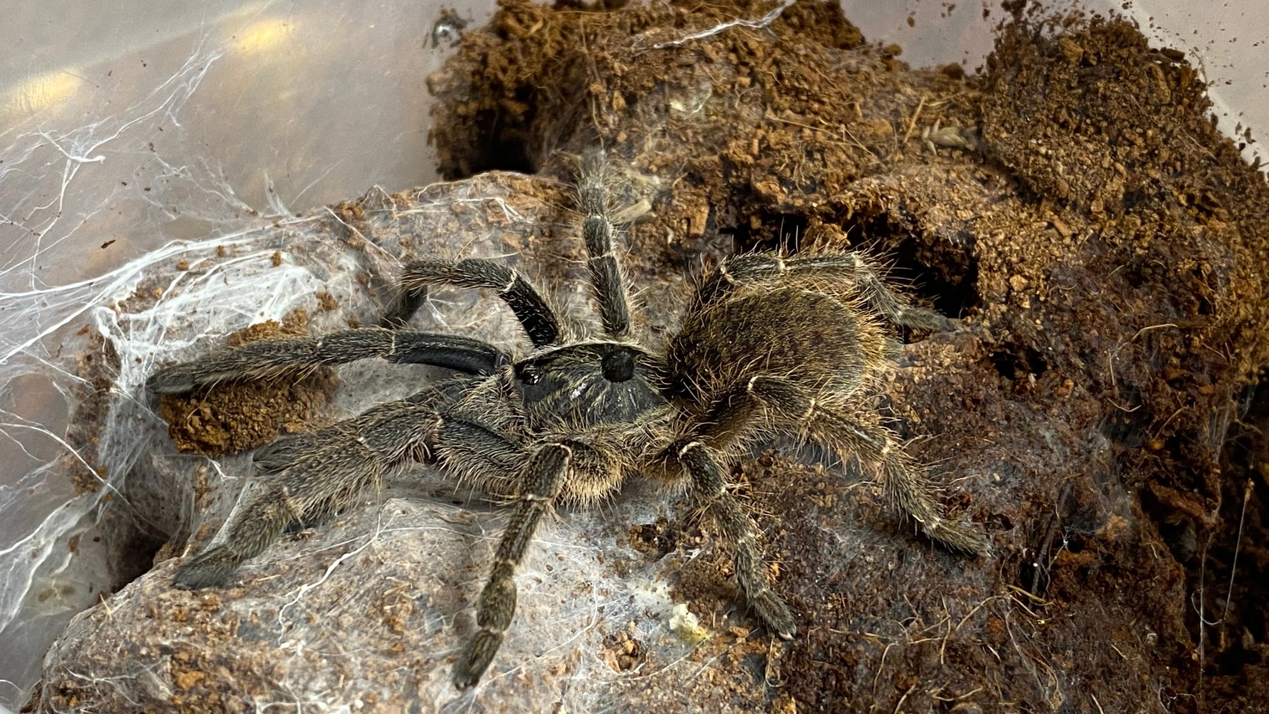 Ceratogyrus marshalli (Straight Horned Baboon) | Eighth Element LLC