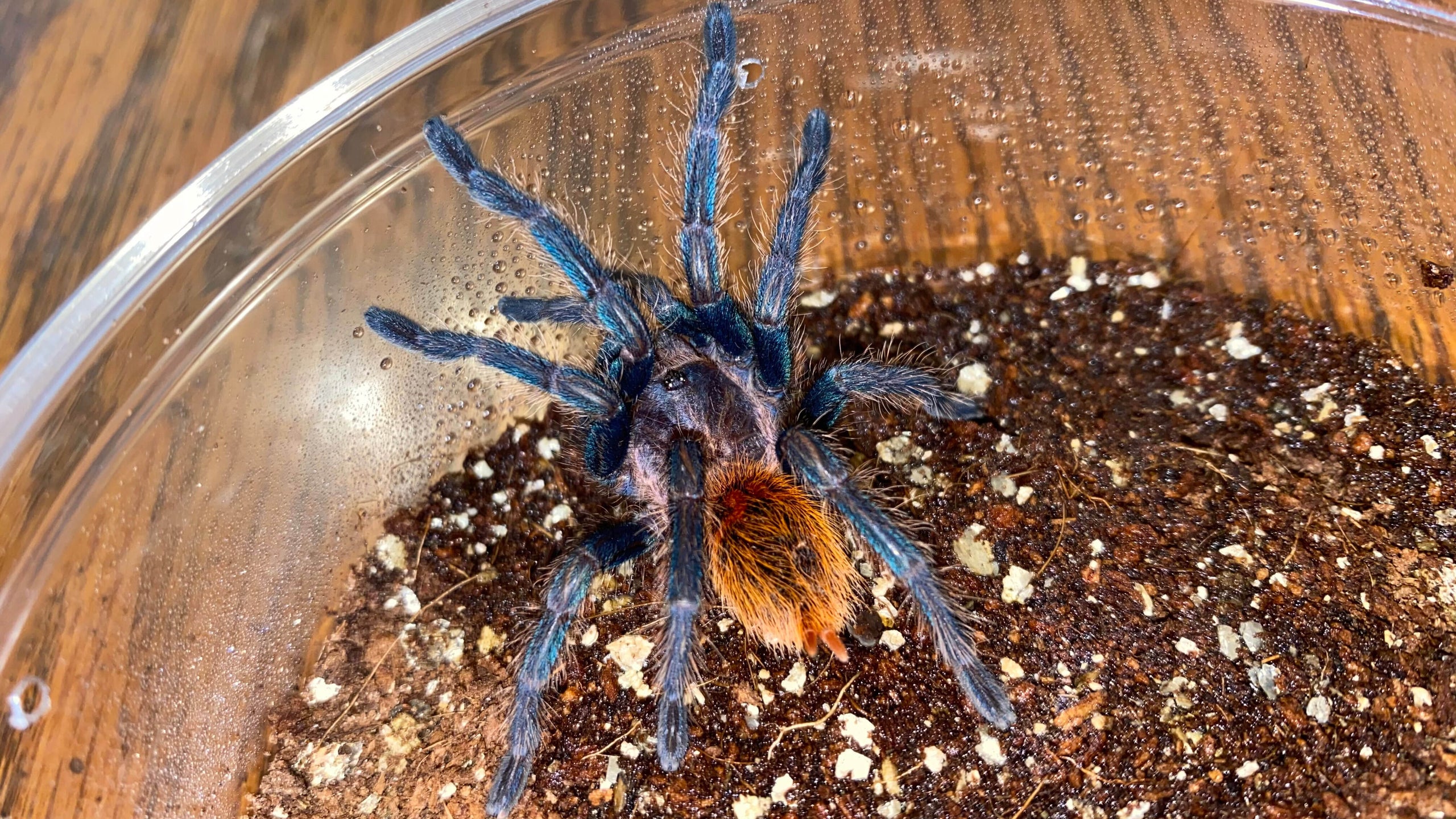 Female Greenbottle Blue tarantula for sale. | Eighth Element LLC