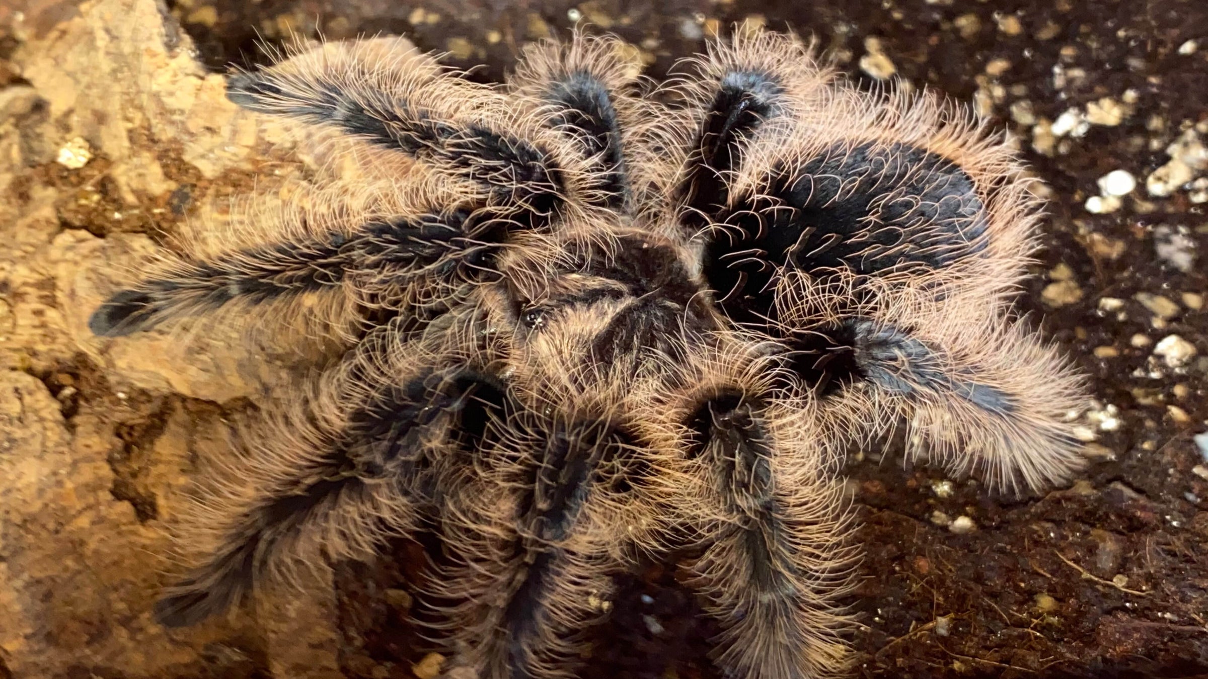Curly Hair Tarantula