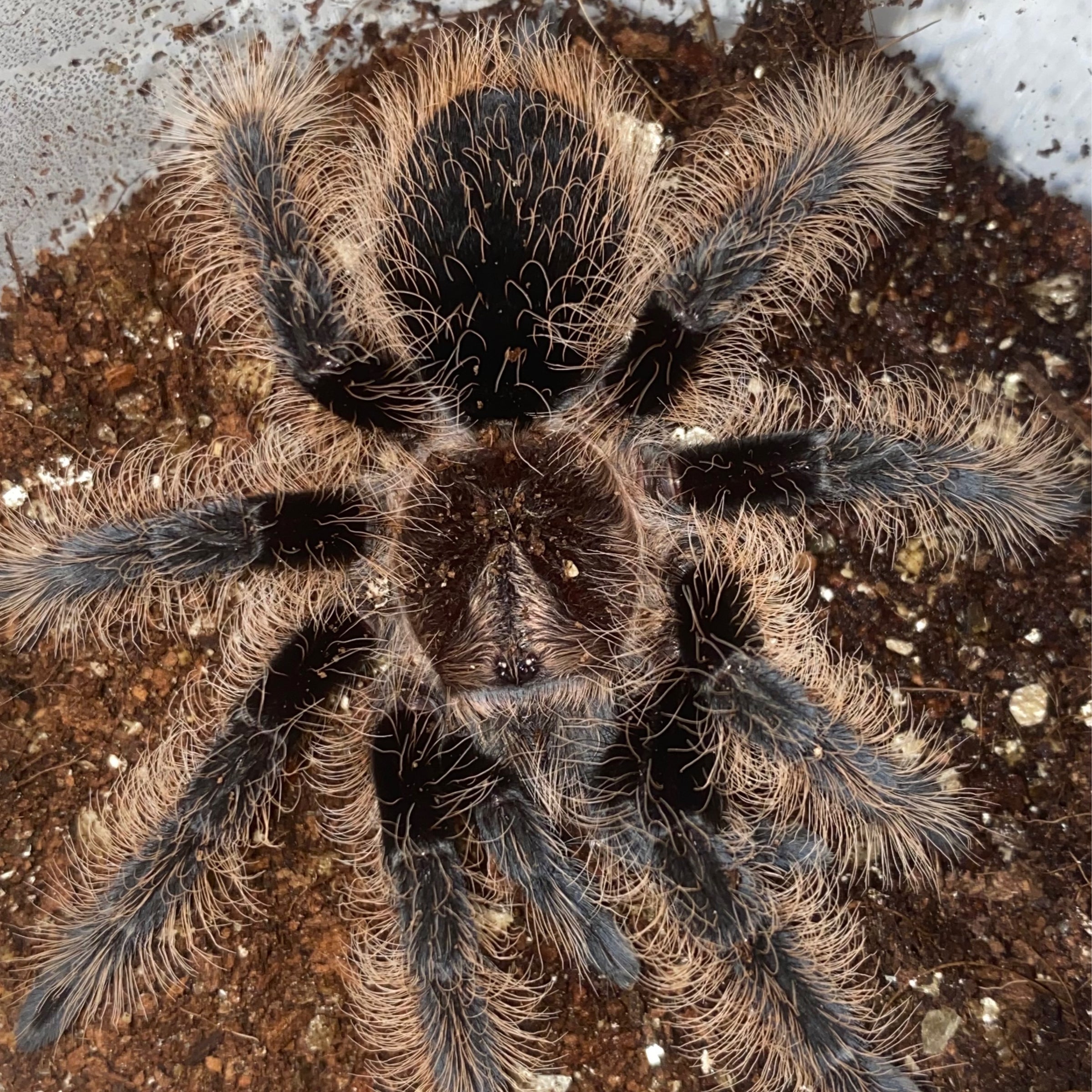 Honduran Curly Hair Tarantula