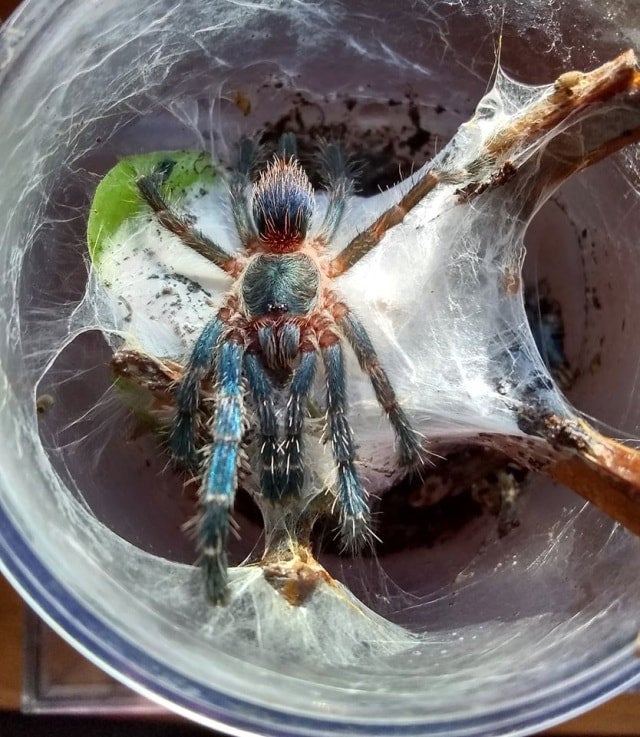 Female Dolichothele diamantinensis (Brazilian Blue Dwarf Beauty ...