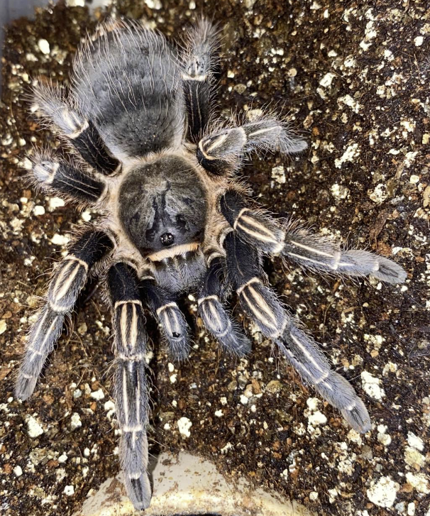 Female Aphonopelma seemanni (Costa Rican Stripe Knee) (1) | Eighth Element LLC