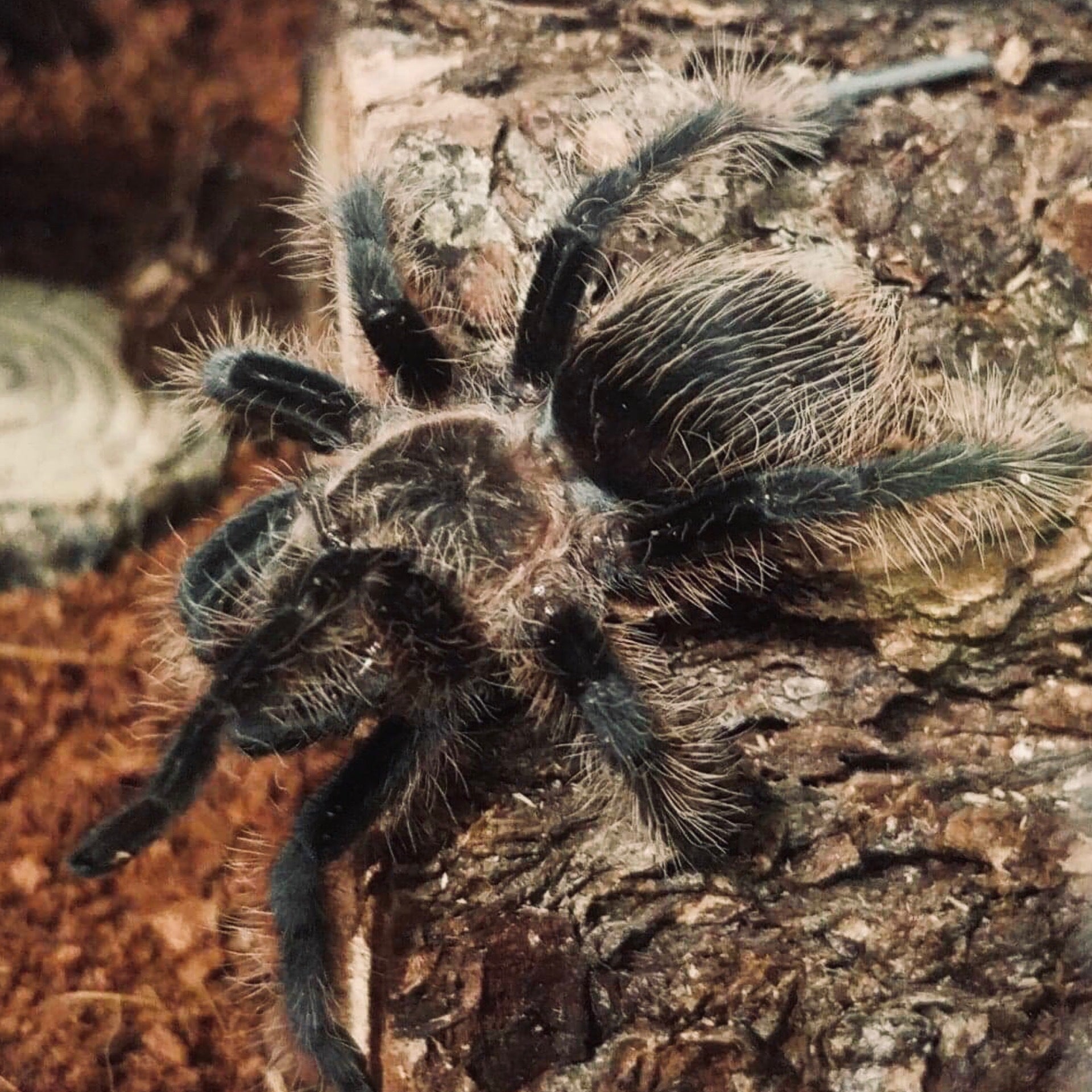 Curly Hair Tarantula Spiderling