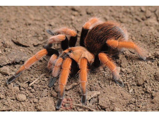 Mexican Blood Leg Tarantula