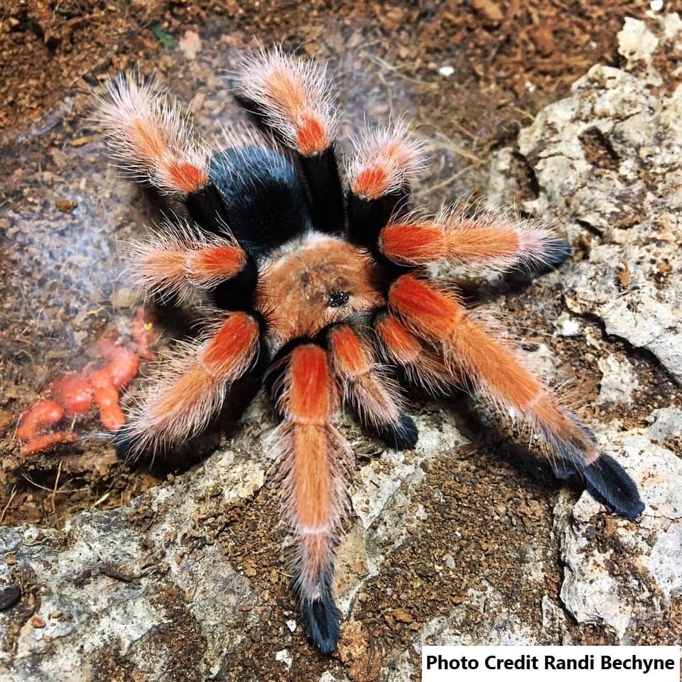 Mexican Fire Leg Tarantula