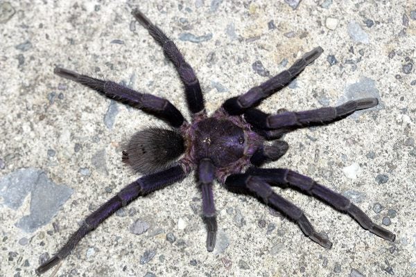 Theraphosidae sp Roatan-Roatan Island purple | Eighth Element LLC