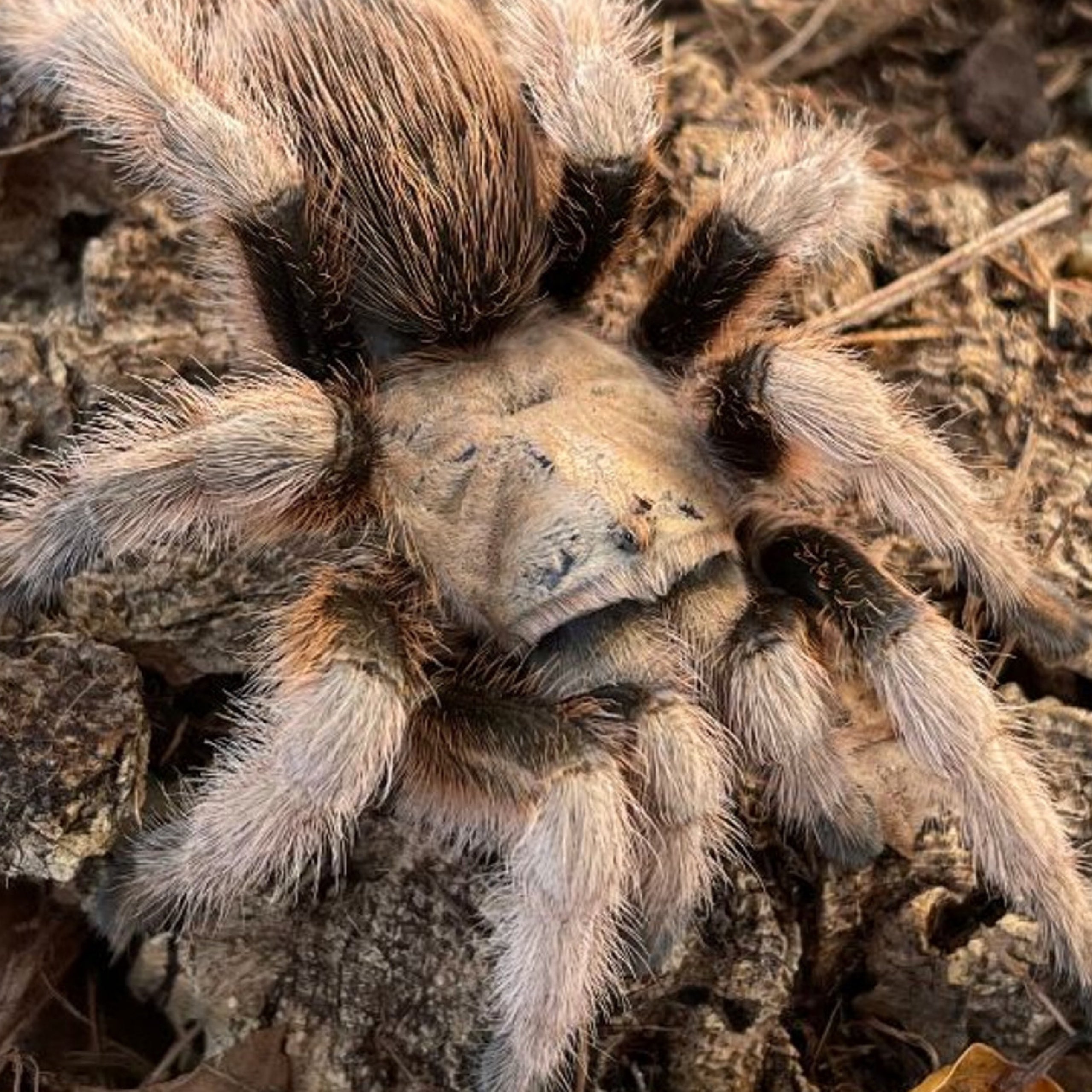 Aphonopelma chalcodes – Arizona Blonde | Eighth Element LLC