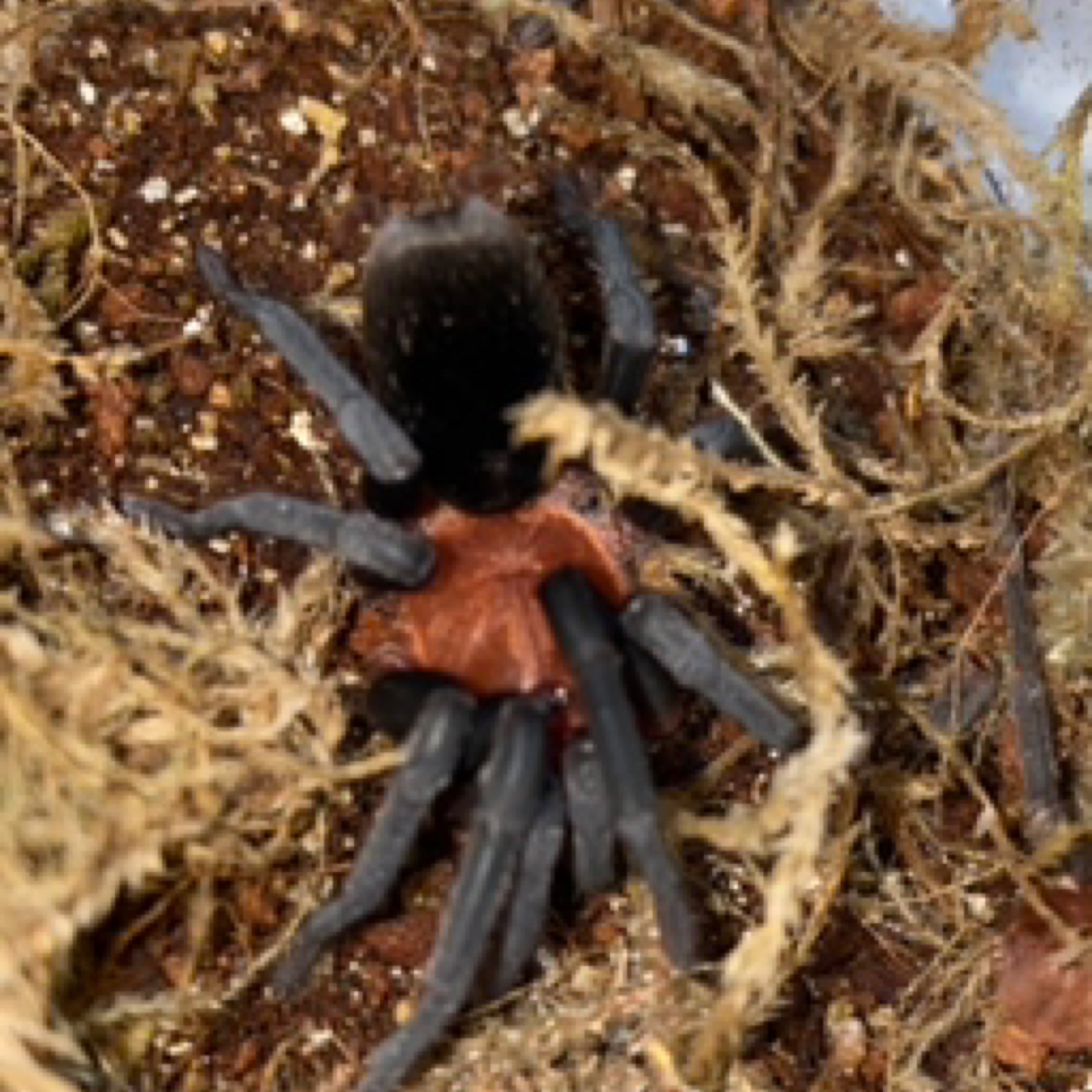 Female Bumba horrida (Brazilian Red head Dwarf) | Eighth Element LLC