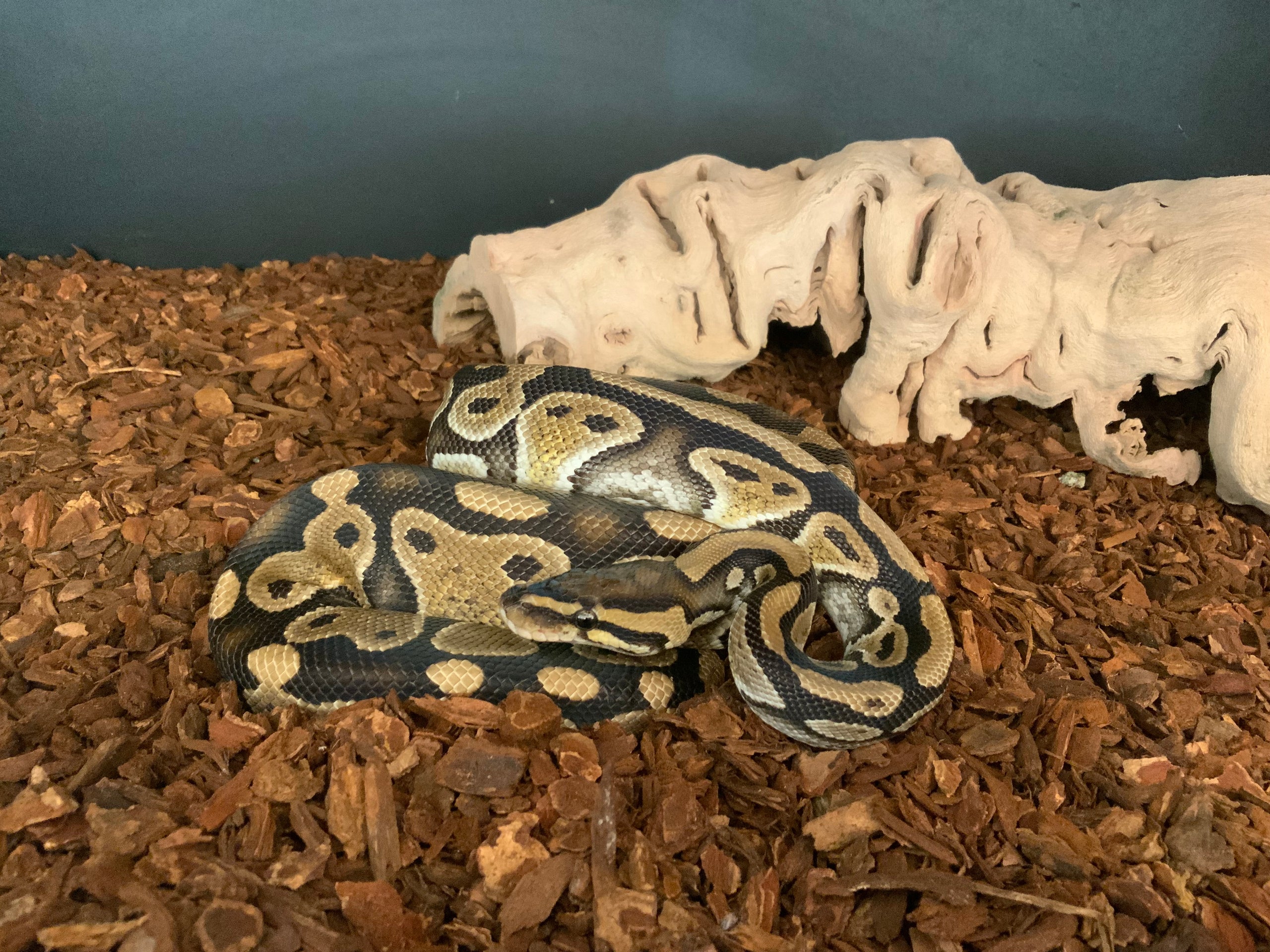 Male Normal Ball Python | Eighth Element LLC