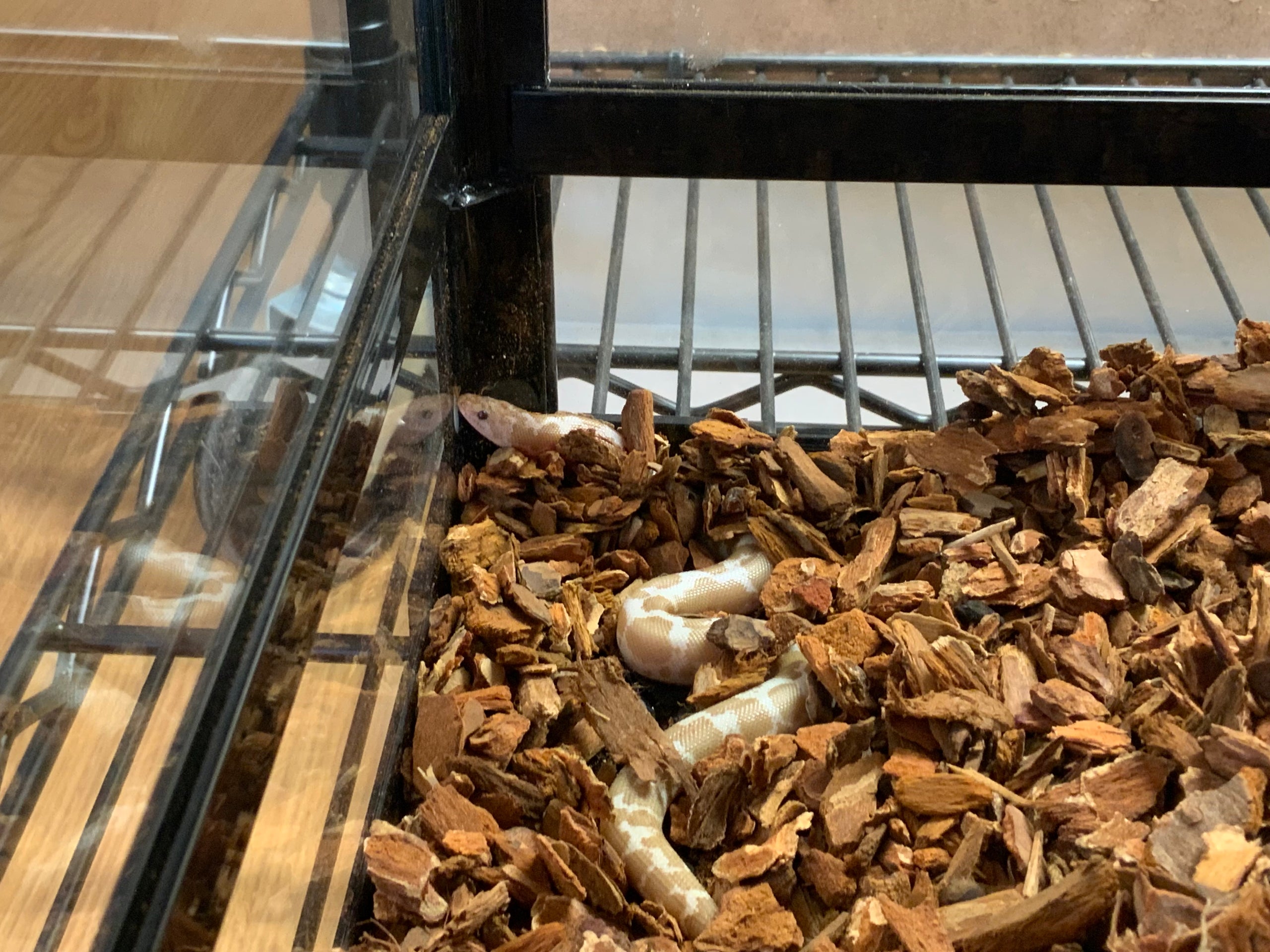 Snow Sand Boa | Eighth Element LLC