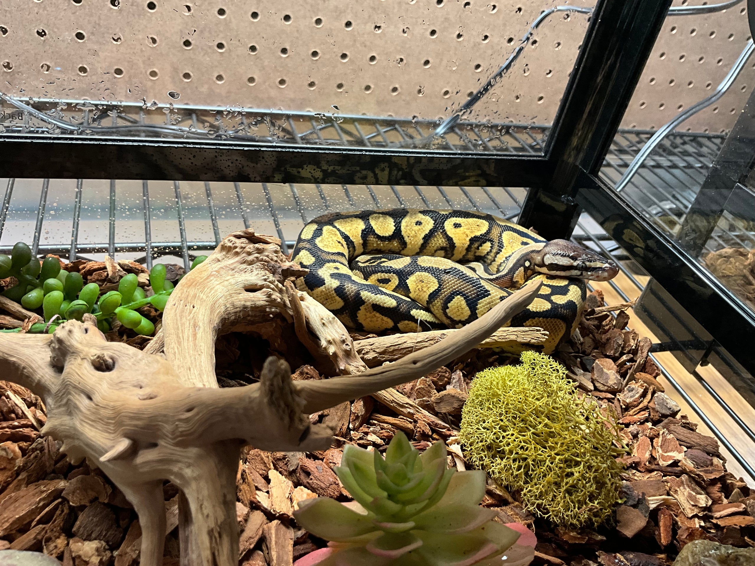 Male Pastel Yellow Belly Het SK Axanthic Ball Python | Eighth Element LLC
