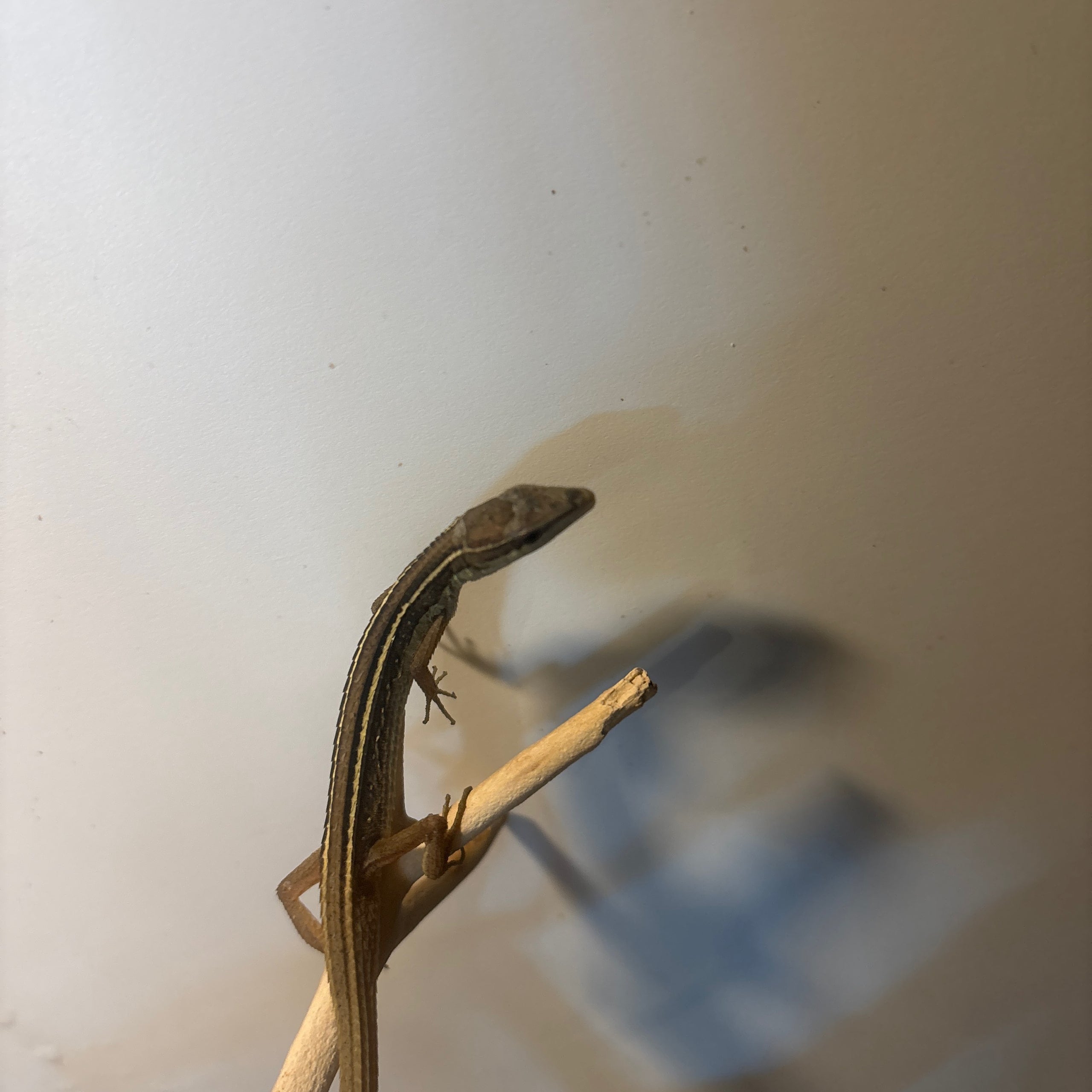 Long Tailed Grass lizard | Eighth Element LLC