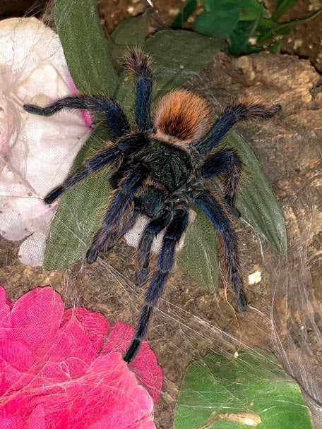 Green Bottle Blue Tarantula Sling
