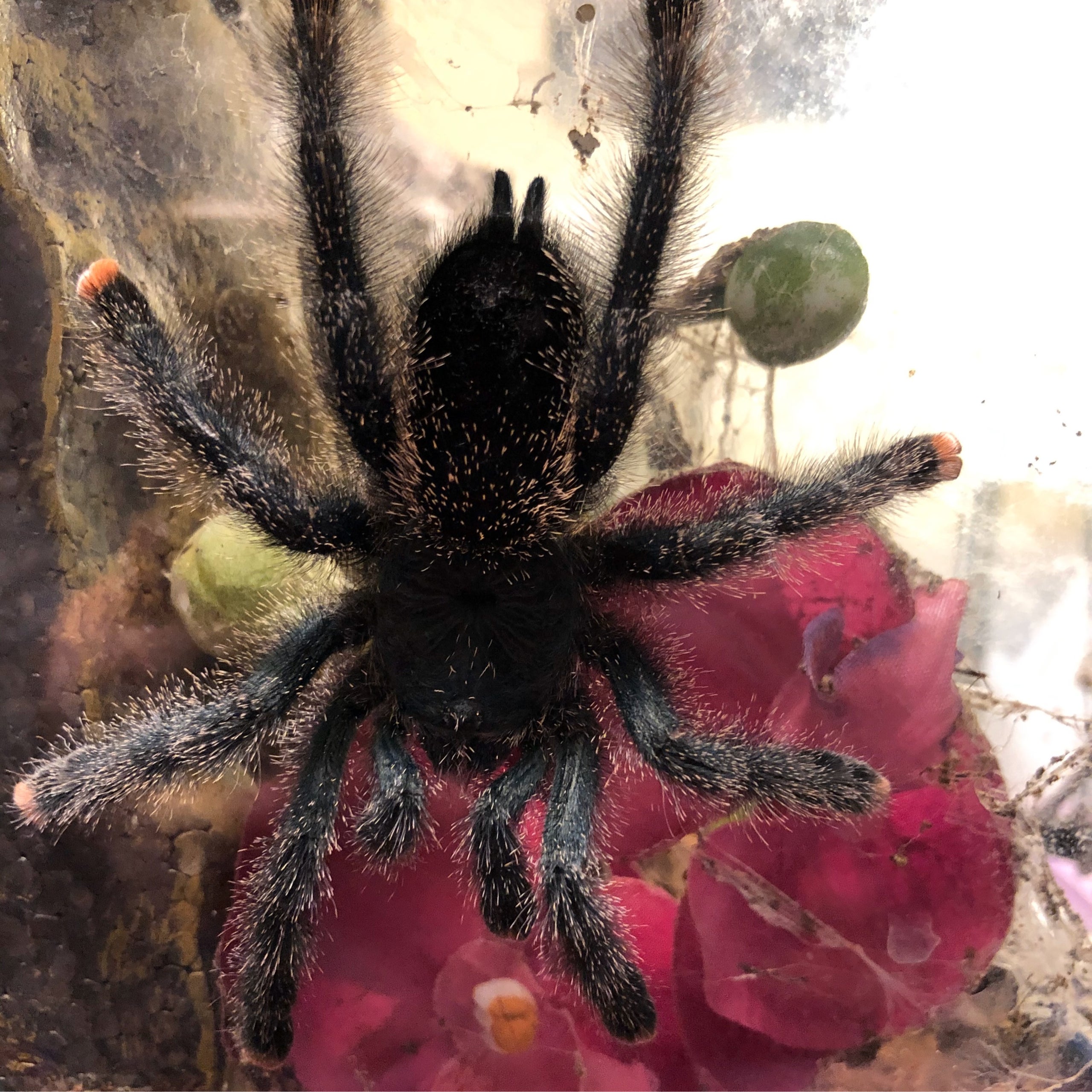 Metallic Pink Toe Tarantula